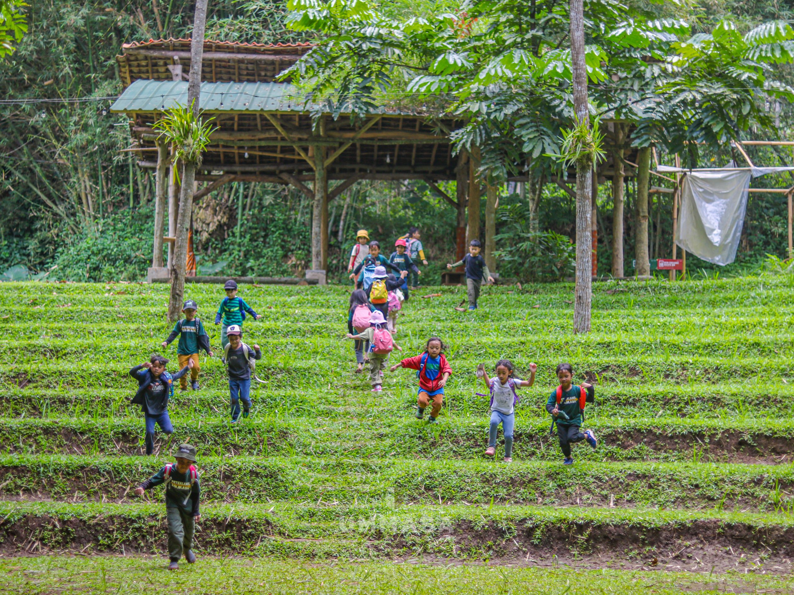 Menyusuri Hutan Rindang Dalam Pencarian Kunci Keluarga Tuang - 24 April ...